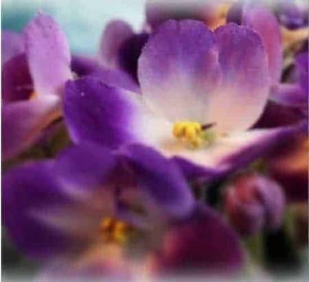 African Violet Meaning Voodoo Magic