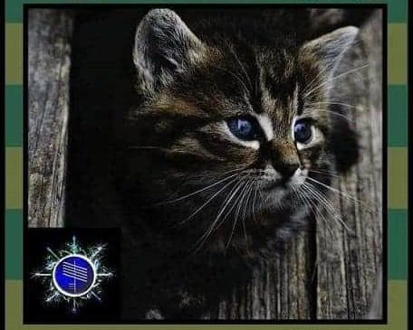 Cat Spiritual Meaning