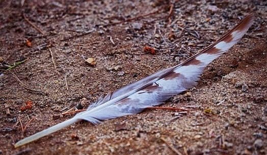 Finding Feathers Meaning And Symbolism