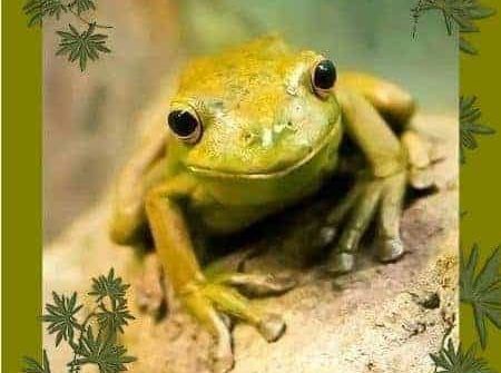 Frog Spiritual Meaning