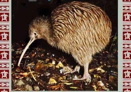 Kiwi Spirit Animal Meaning And Symbolism