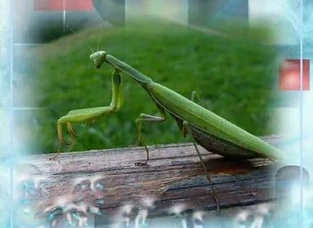 Praying Mantis Spirit Animal Spiritual Meaning