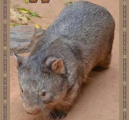 Wombat Spirit Animal Symbolism