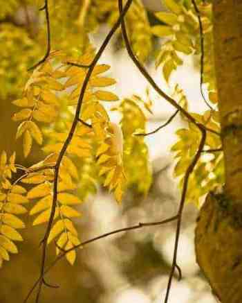 Ash Tree Symbolism Spiritual Meaning