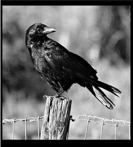Crow Totem Spiritual Meaning