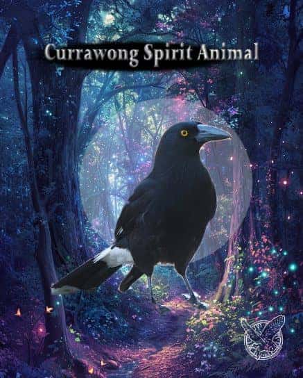 Currawong Spiritual Meaning And Symbolism