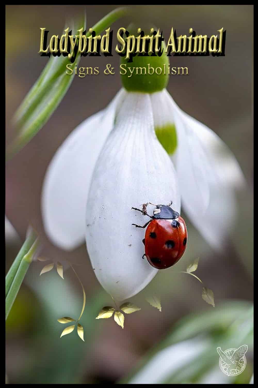 Ladybug Spiritual Meaning Sign Of Good Luck