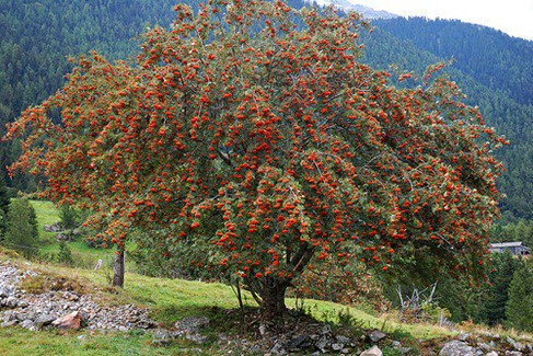 Rowan Tree Symbolic Meaning
