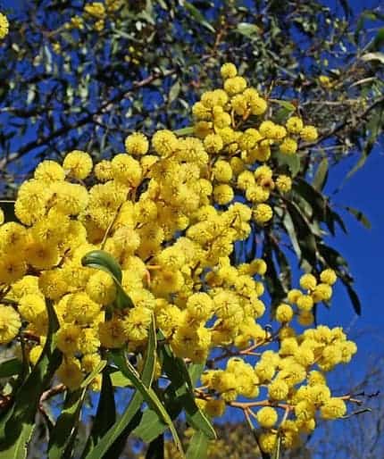 Wattle Tree Meaning Australia